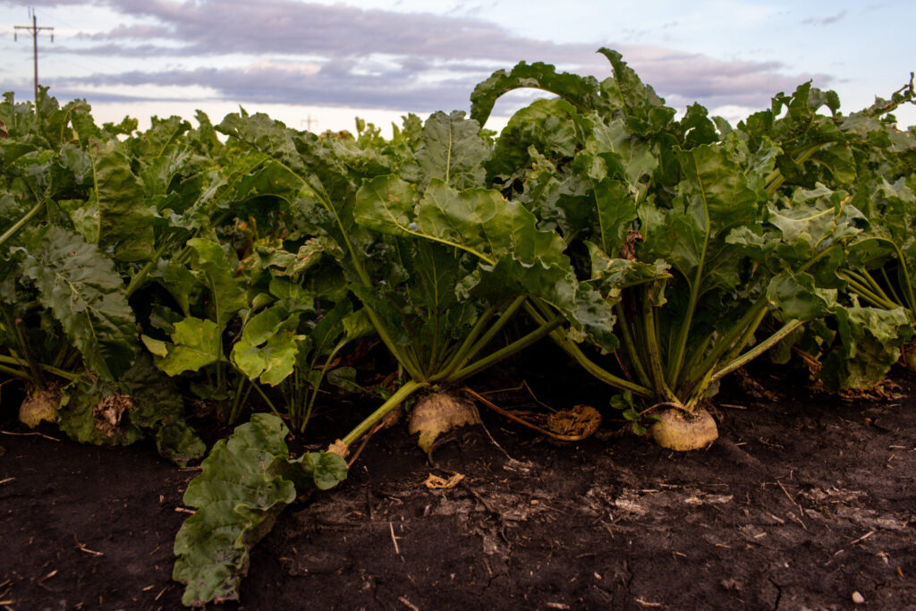 Sugarbeet Pre-harvest Update - KQ92